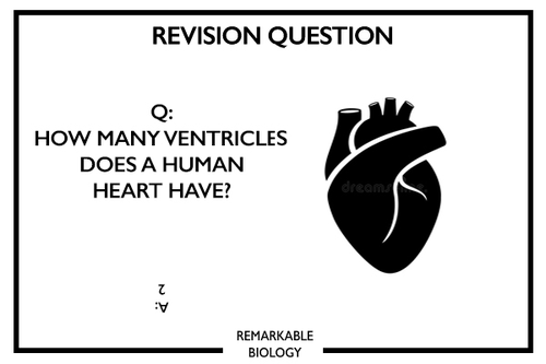 Biology Display Revision Wall | Teaching Resources