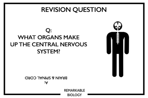 Biology Display Revision Wall | Teaching Resources
