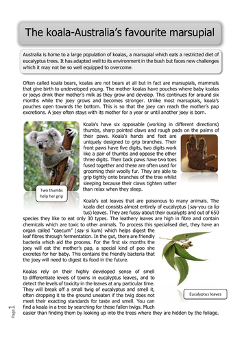 Wild Animals -KS2- 8 different reading comprehension texts | Teaching ...