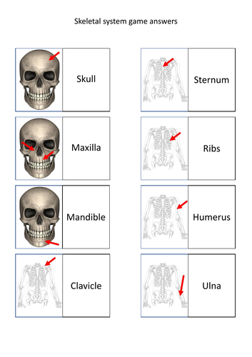 BTEC health and social care anatomy and physiology musculoskeletal ...