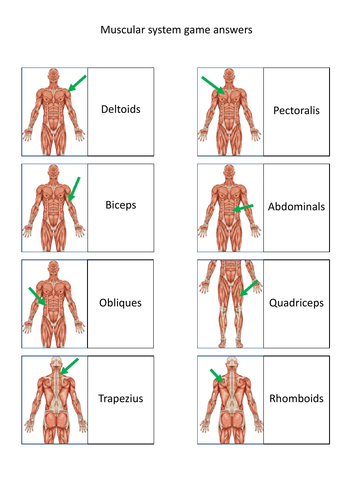 BTEC health and social care anatomy and physiology musculoskeletal ...