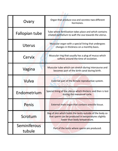 BTEC health and social care anatomy and physiology reproductive system ...
