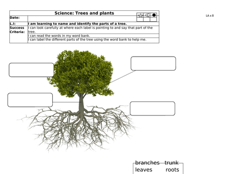 Year 1 trees and plants module | Teaching Resources