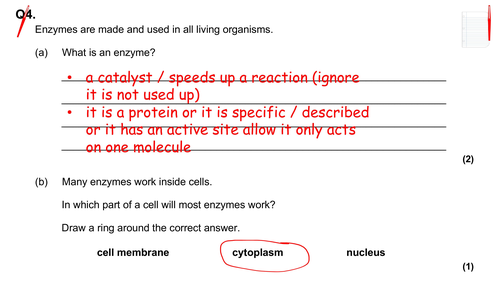 AQA 9-1 Biology Enzymes and Digestion Exam Question Practice Revision ...