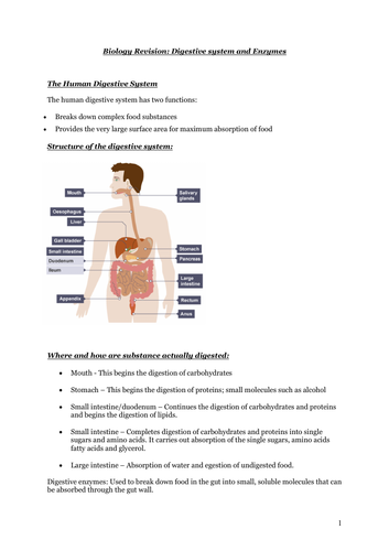 Digestive System+Enzymes - Biology AQA Combined Science Revision ...