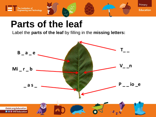 Mathematical measuring - lengths of leaves | Teaching Resources