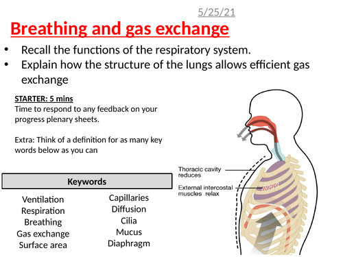 Breathing and gas exchange AQA combined science trilogy GCSE Biology ...