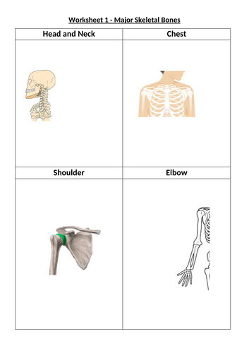 AQA GCSE PE - Labelling The Skeleton | Teaching Resources