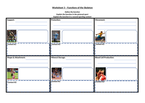 Aqa Gcse Pe Functions Of The Skeleton Teaching Resources
