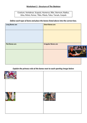 Aqa Gcse Pe Structure Of The Skeleton Teaching Resources
