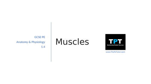 AQA GCSE PE - Major Muscles of the Body | Teaching Resources