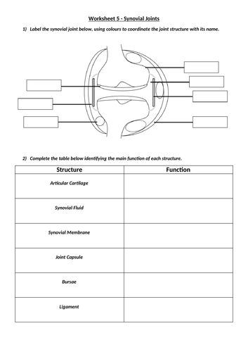 AQA GCSE PE - Synovial Joints | Teaching Resources