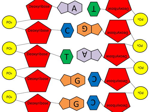 Flipped Blended Learning Post-16 DNA Structure Lesson 2 (IB Topic 3 ...