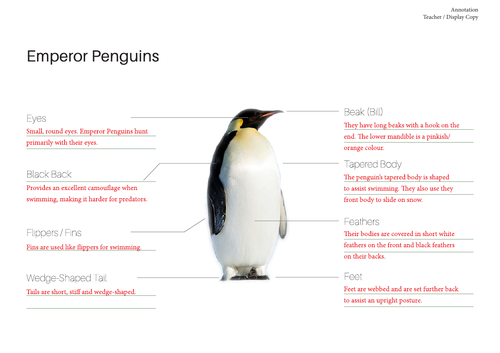 Emperor Penguins - Information Text | Teaching Resources