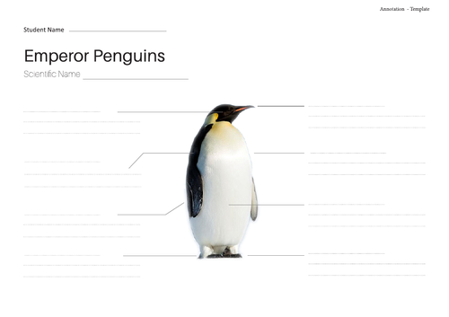 Emperor Penguins - Information Text | Teaching Resources