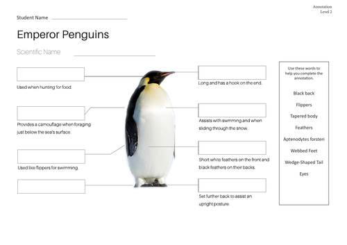 Emperor Penguins - Information Text and Classification | Teaching Resources
