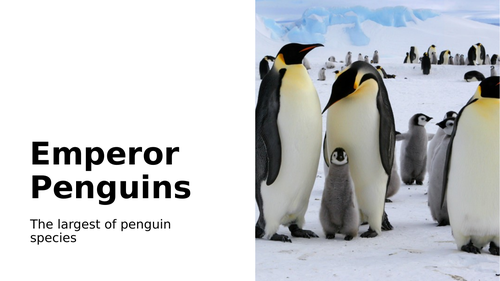 Emperor Penguins - Information Text and Classification | Teaching Resources