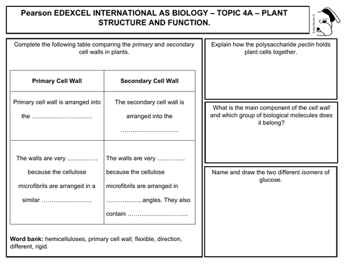 EDEXCEL International AS Biology - Topic 4A - Plant Structure and ...