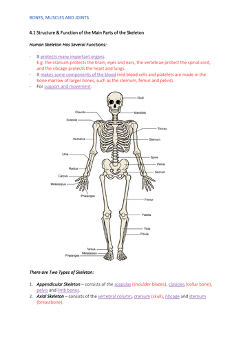 Bones, Muscles & Joints | (I)GCSE Human Biology Detailed Notes ...