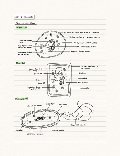 IB Biology SL/HL Cheat Sheet | Teaching Resources