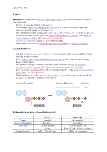 Respiration | (I)GCSE Biology Detailed Notes | Teaching Resources