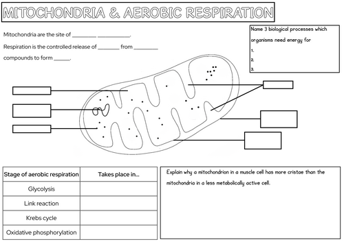 A-level Biology Respiration Summary Worksheets | Teaching Resources