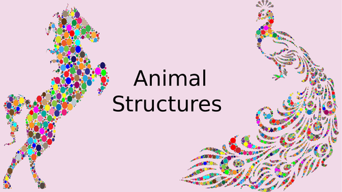 Animal Structures - Labelling and Describing | Teaching Resources