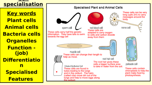 CB1 Key concepts in Biology | Teaching Resources