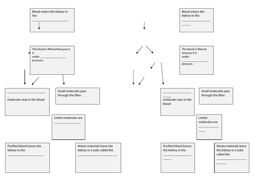 NEW OCR B.3.3.3 Maintaining water balance | Teaching Resources