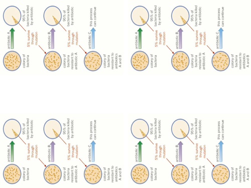 AQA GCSE Biology (9-1) B15.8 Antibiotic-resistant bacteria - FULL ...