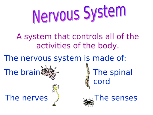 POWER POINT NERVOUS SYSTEM Power Point Grade 10 Science Power Point ...