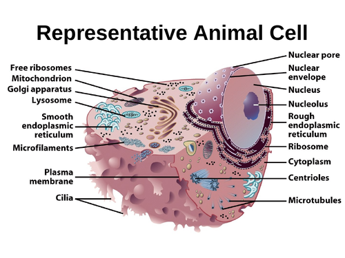 CELL ORGANELLES Grade 10 Science Power Point Nucleus, Vacuoles ...