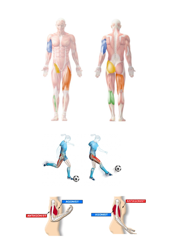 GCSE PE - Muscular System | Teaching Resources