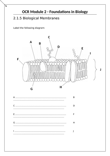 OCR A Level Biology 2.1.5 Biological Membranes WORKBOOK and QUESTIONS ...