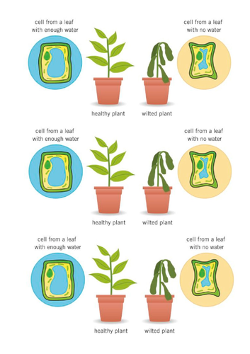 Activate B1 Cells - Movement of Substances (KS3) | Teaching Resources
