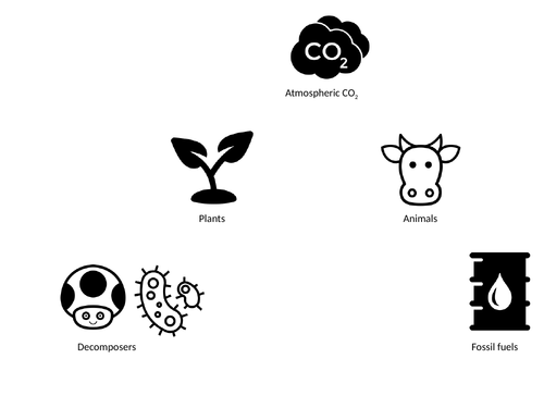 AQA GCSE Biology (9-1) B17 Organising an ecosystem - B17.3 The carbon ...