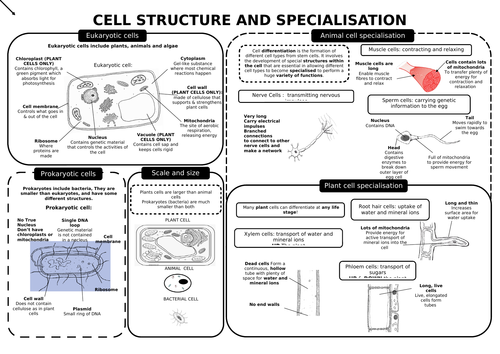 Cell Biology Knowledge Organiser and Activity Organiser | Teaching ...
