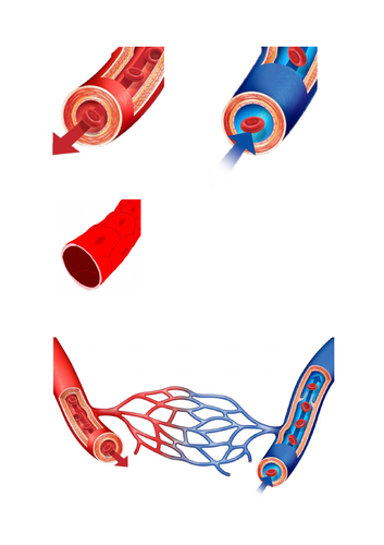 GCSE PE - Blood Vessels | Teaching Resources