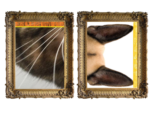 ESL KIDS FLASHCARDS CATS AND DOGS | Teaching Resources