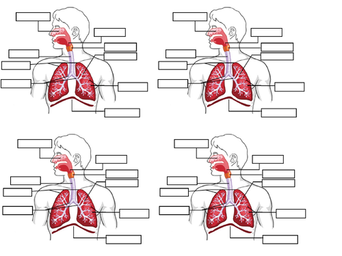 KS3 Science | 3.8.3 Breathing - Lesson 1 - Structure of the lungs FULL ...
