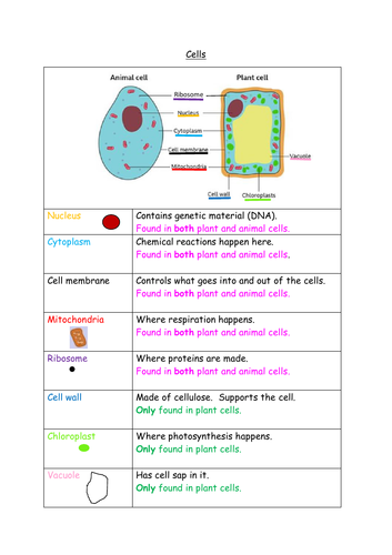 Biology Key Word Booklet | Teaching Resources