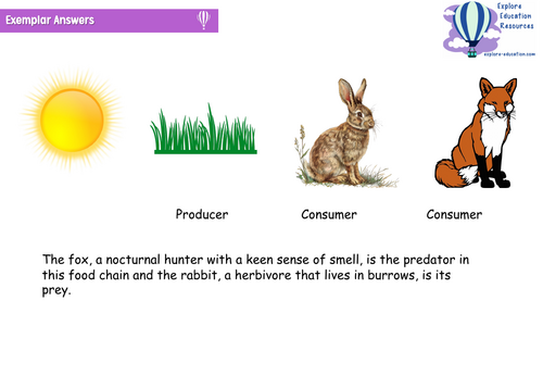 Woodland Food Chains – KS2 Science Lesson (Y3–Y6) | Teaching Resources