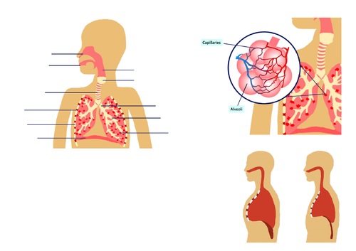 GCSE PE - Respiratory System | Teaching Resources