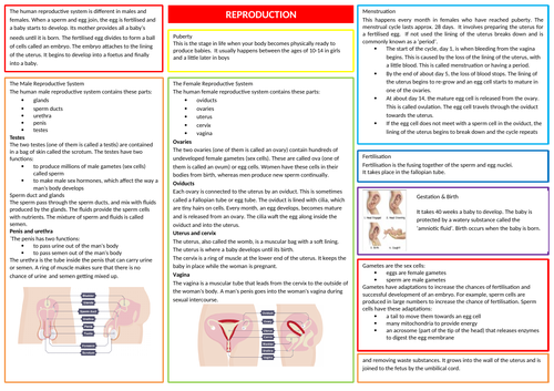 KS3 Biology Reproduction revision poster/Knowledge organiser | Teaching ...