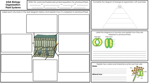 AQA Biology: Plant Systems Revision Mat | Teaching Resources