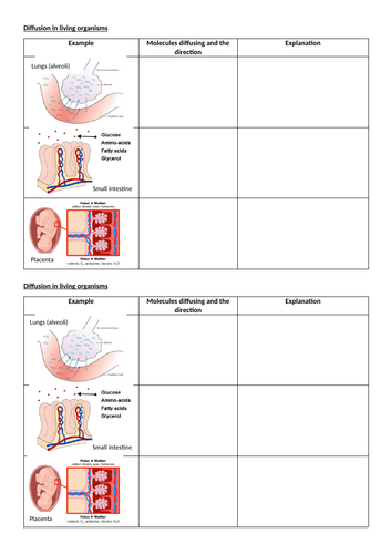 AQA Biology GCSE Transport in Cells | Teaching Resources
