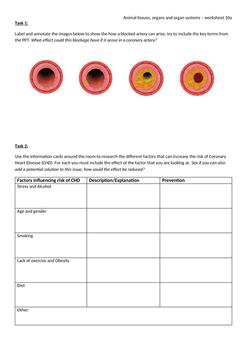 AQA Biology GCSE Organisation in Animals / Animal tissues, organs ...