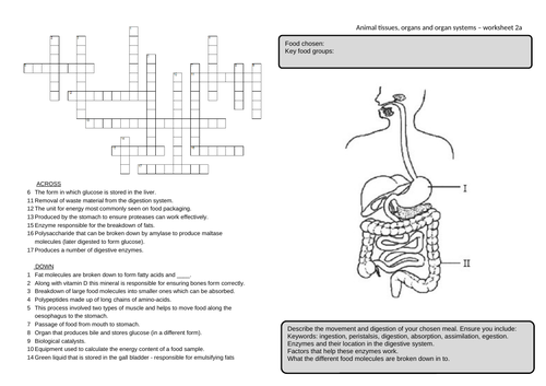 AQA Biology GCSE Organisation in Animals / Animal tissues, organs ...