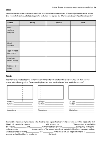 AQA Biology GCSE Organisation in Animals / Animal tissues, organs ...