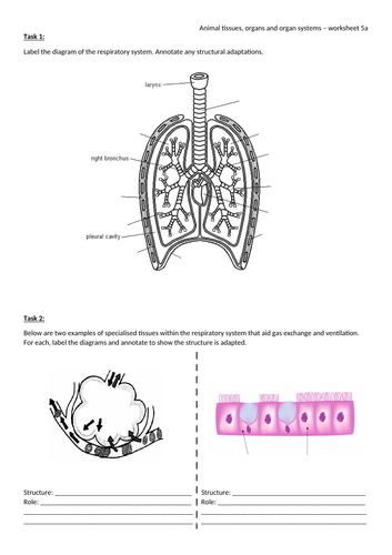 AQA Biology GCSE Organisation in Animals / Animal tissues, organs ...